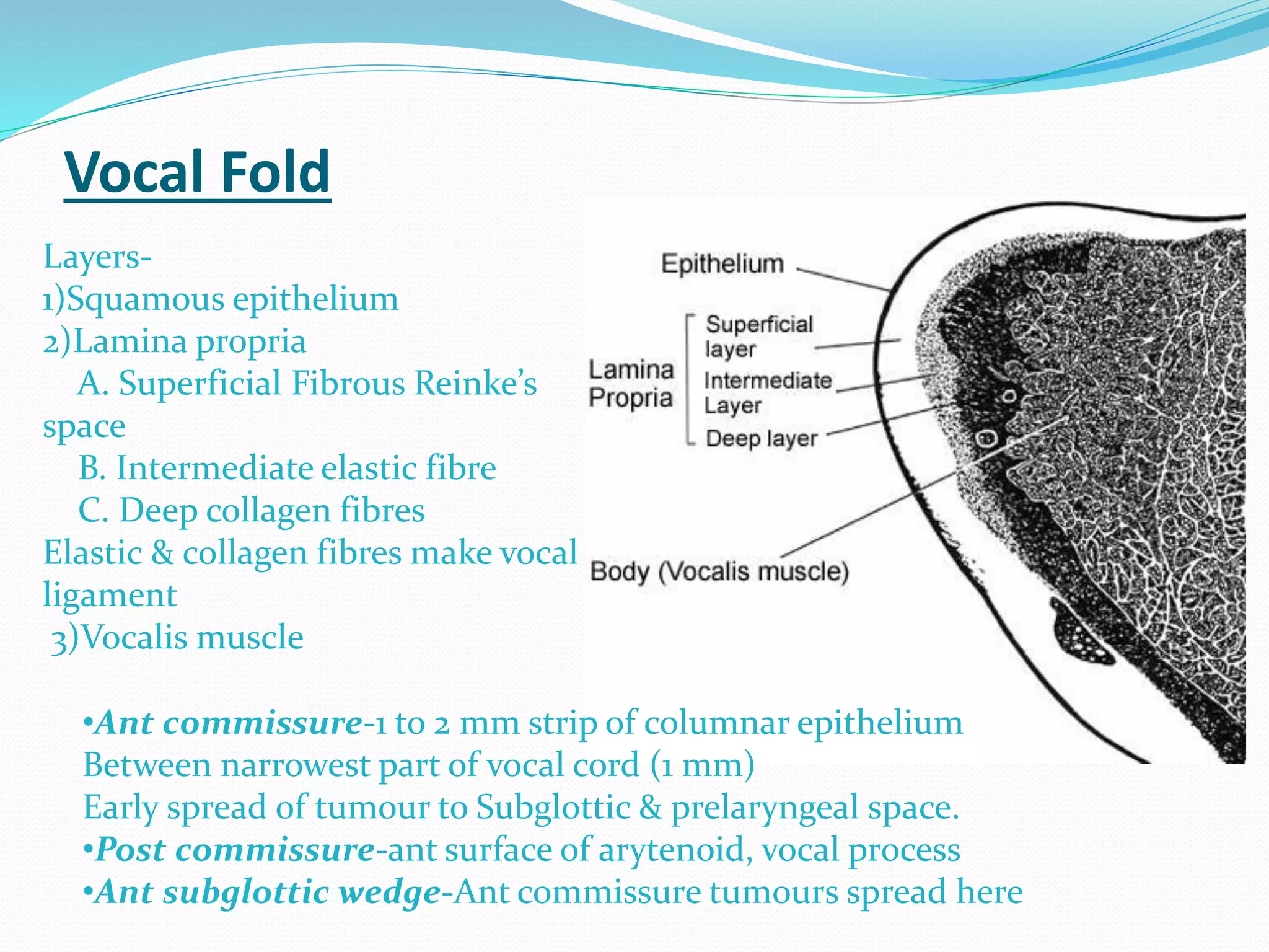 Anatomy of larynx | PPTX