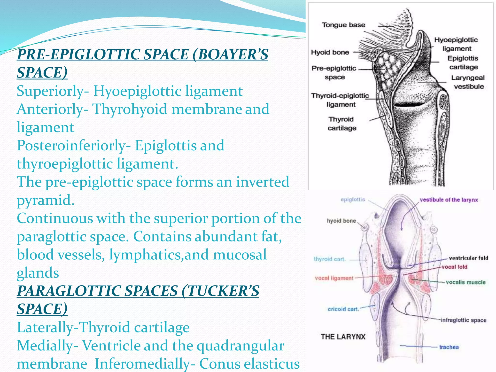 Anatomy of larynx | PPTX
