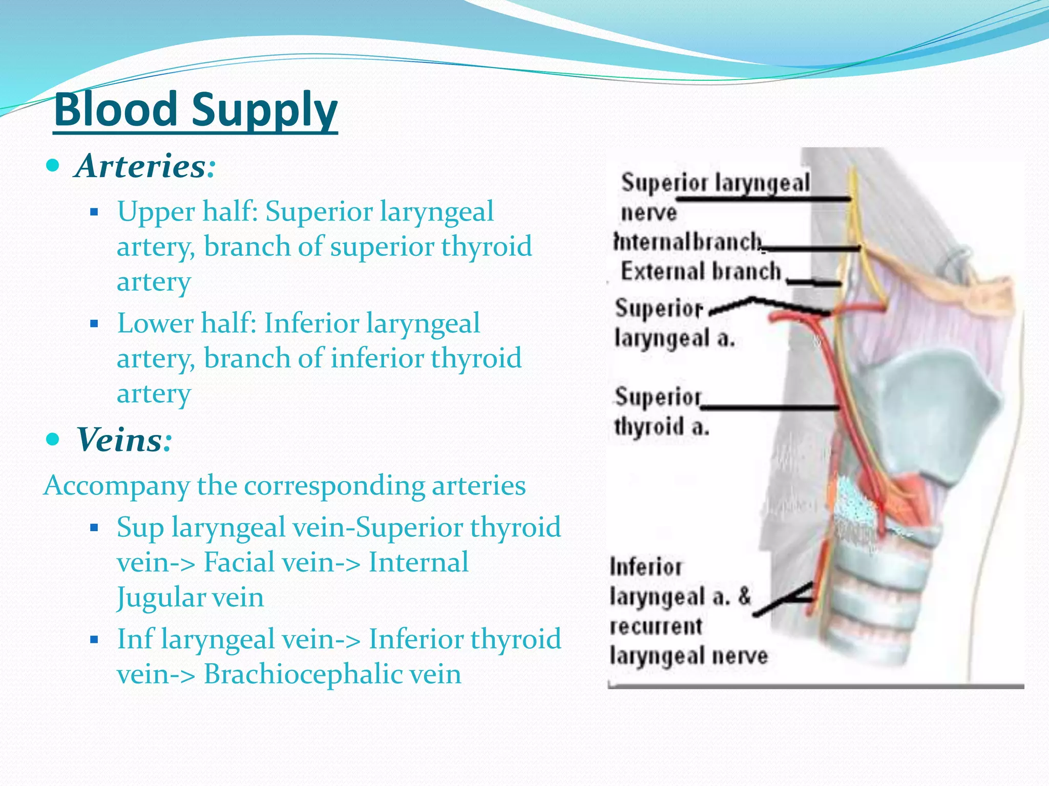 Anatomy of larynx | PPTX