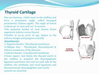 Anatomy of larynx | PPTX