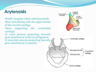 Anatomy of larynx | PPTX
