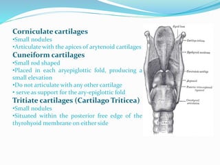 Anatomy of larynx | PPTX