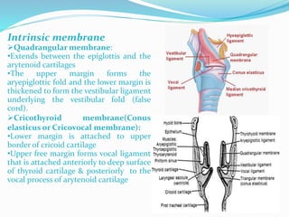 Anatomy of larynx | PPTX