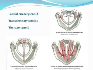 Anatomy of larynx | PPTX