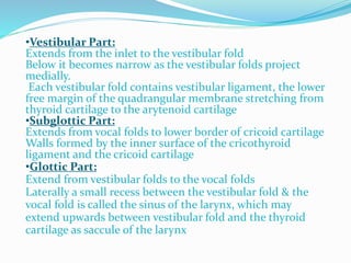 Anatomy of larynx | PPTX