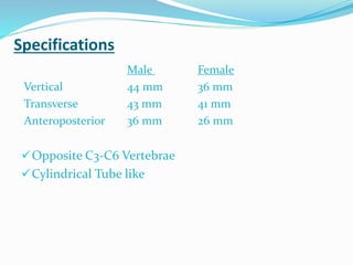 Anatomy of larynx | PPTX
