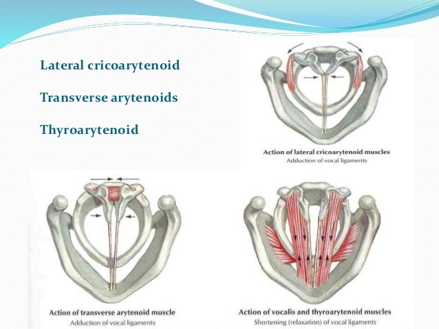 Anatomy of larynx