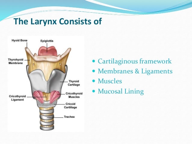 Anatomy of larynx