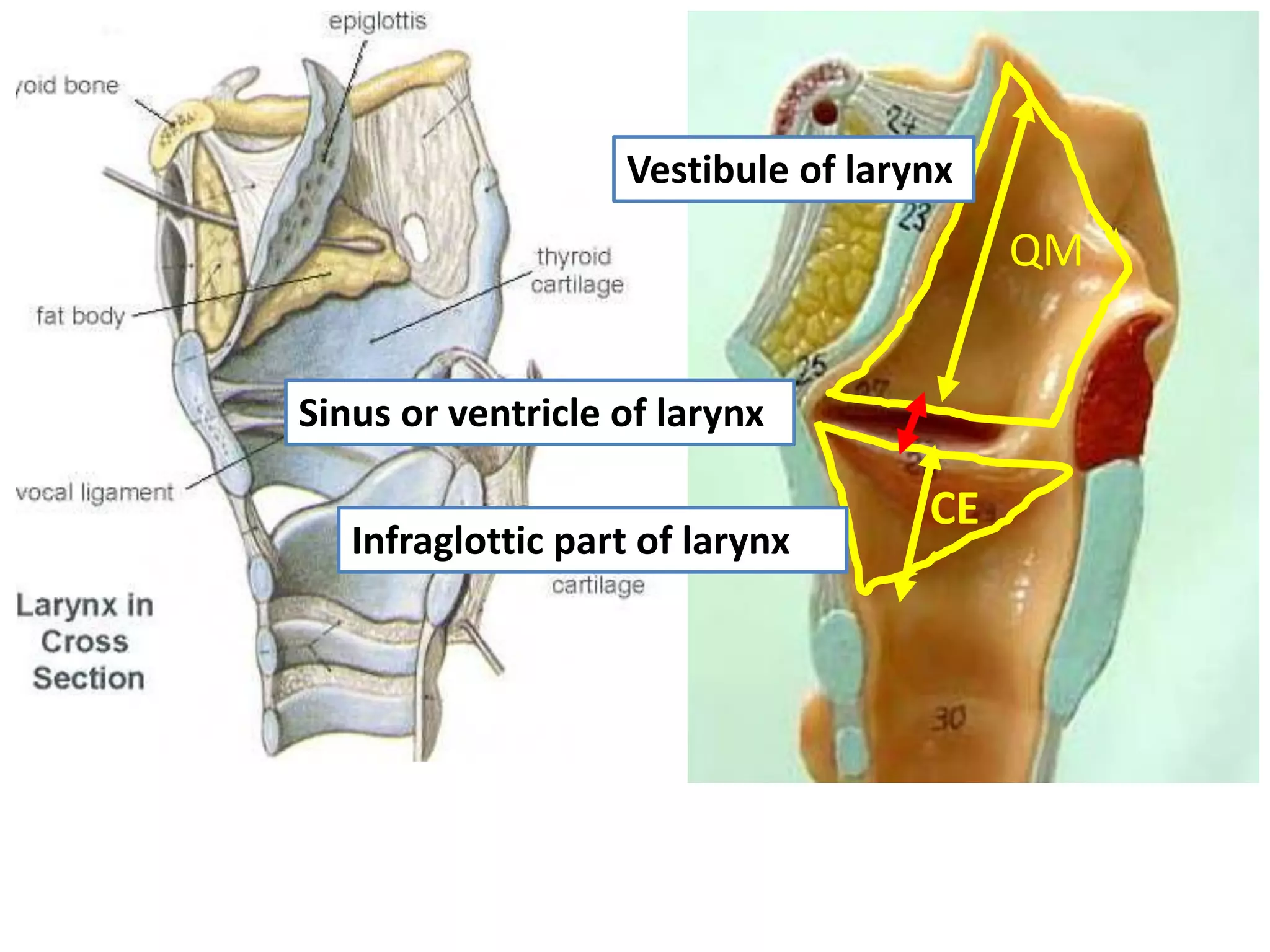 Anatomy of larynx | PDF