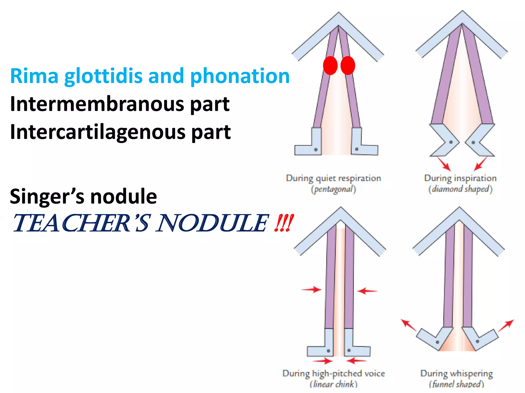 Anatomy of larynx | PDF