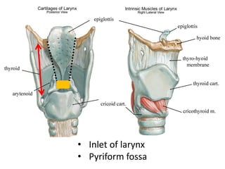 Anatomy of larynx | PDF | Thyroid Disorders | Endocrine and Metabolic ...
