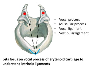 Arytenoid Cartilage Muscular Process