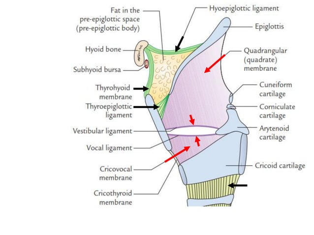 Anatomy of larynx