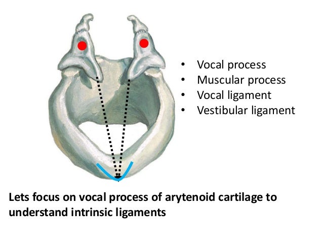 Anatomy of larynx