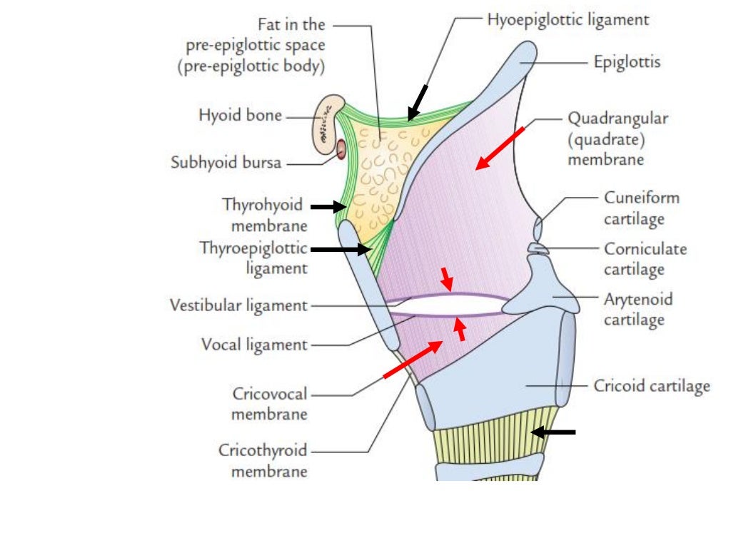 Anatomy of larynx