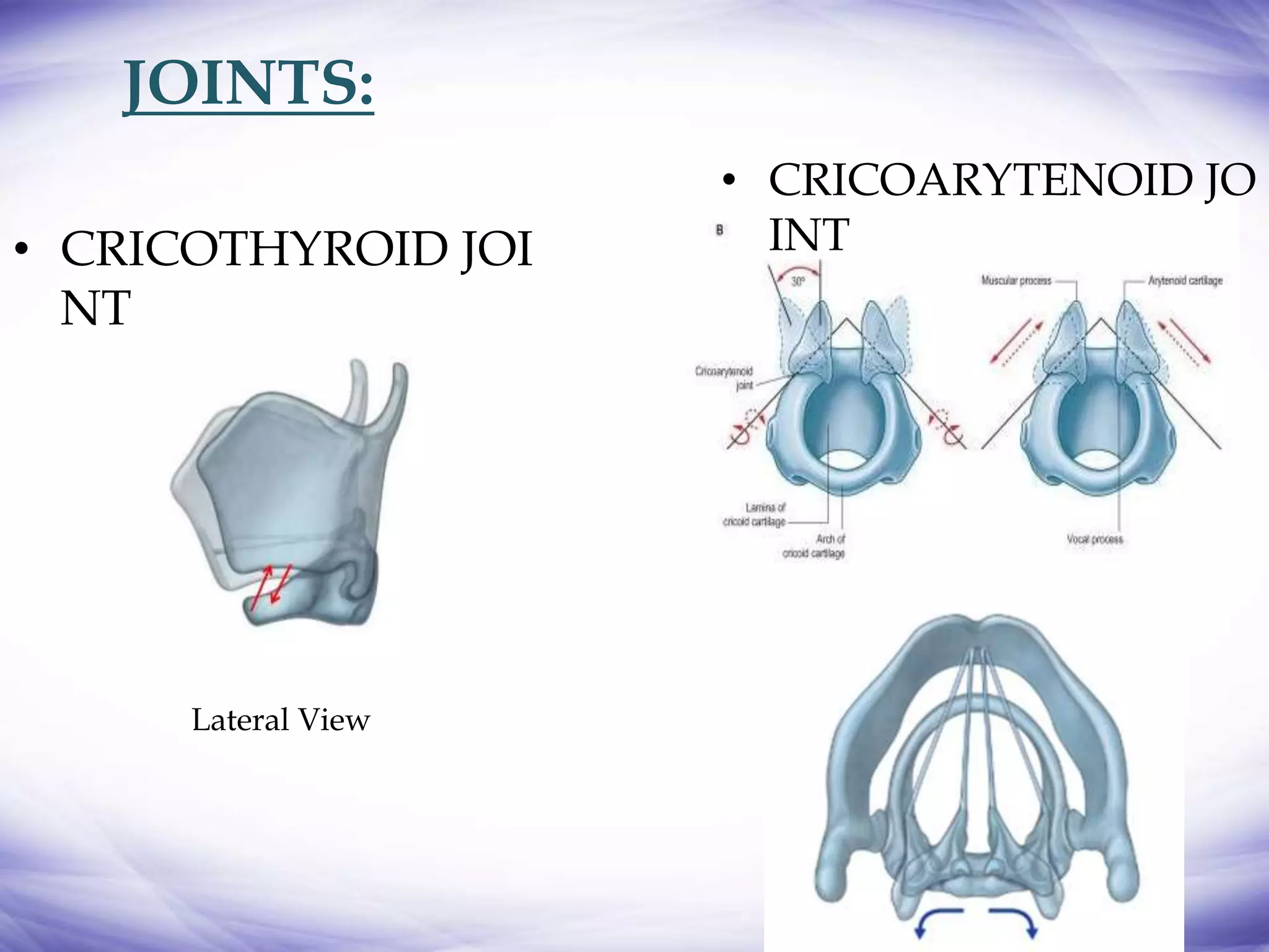 Anatomy of larynx | PPTX | Thyroid Disorders | Endocrine and Metabolic ...