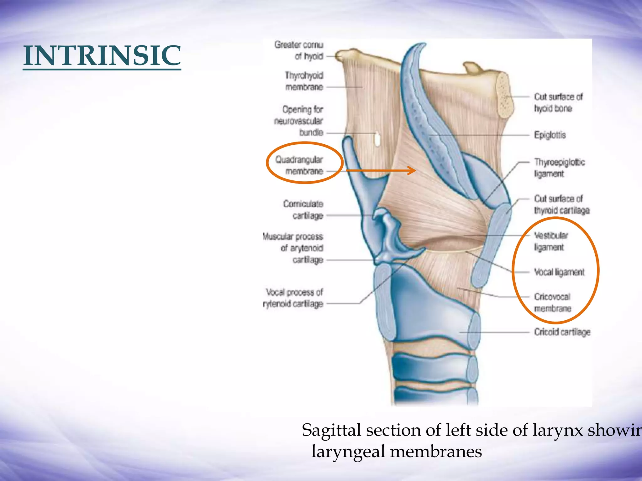 Anatomy of larynx | PPTX | Thyroid Disorders | Endocrine and Metabolic ...