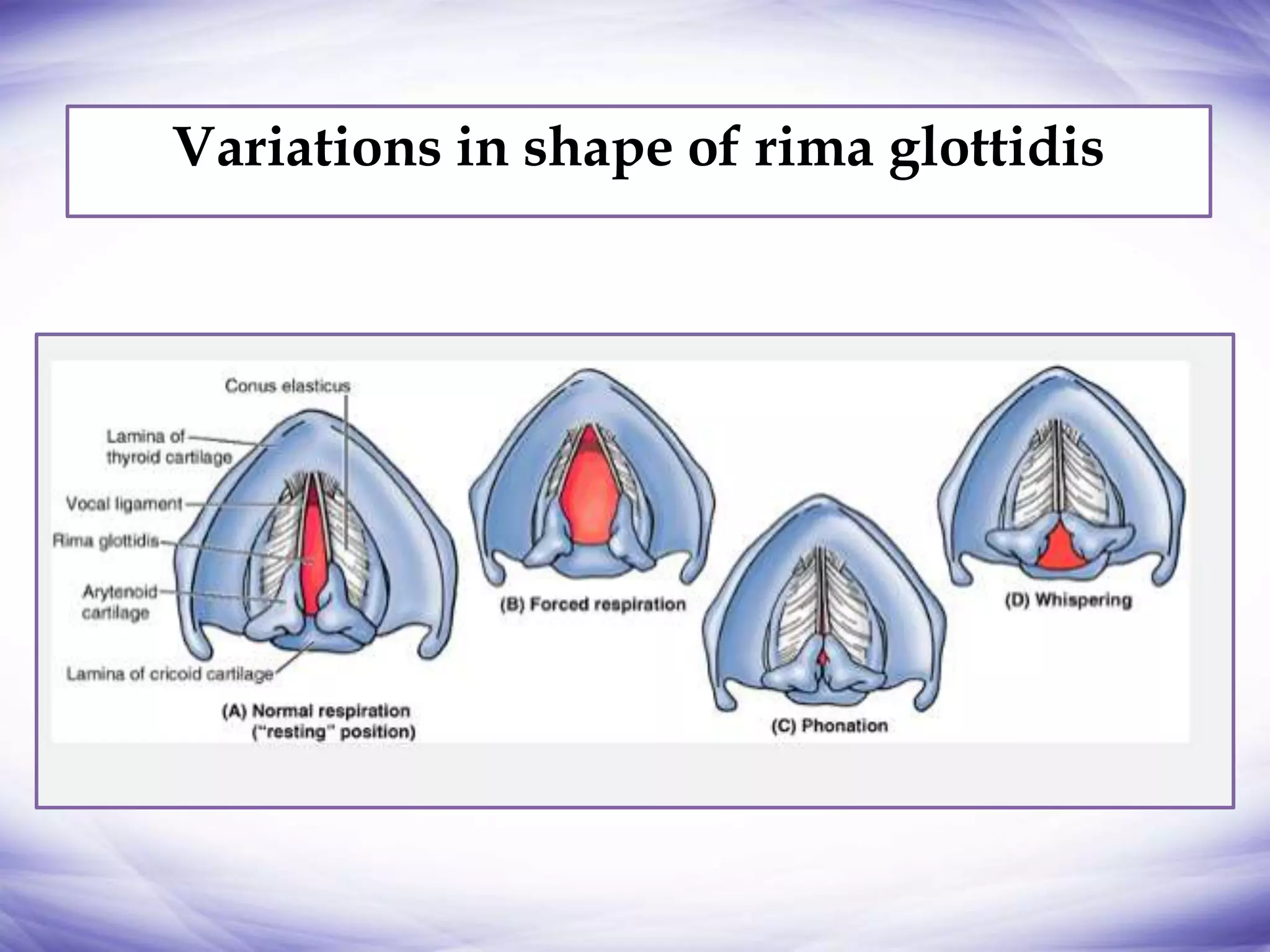 Anatomy of larynx | PPTX | Thyroid Disorders | Endocrine and Metabolic ...