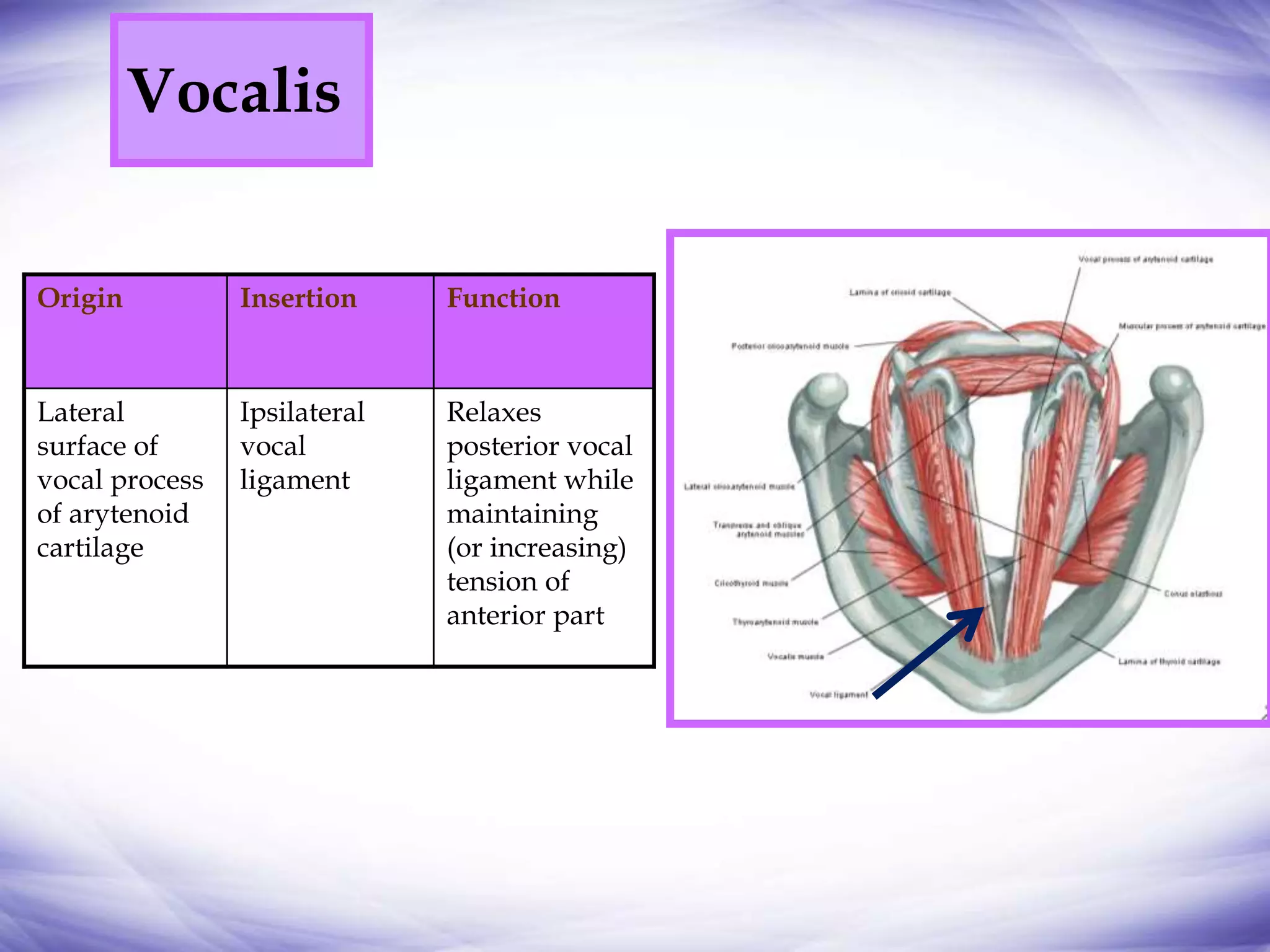 Anatomy of larynx | PPTX | Thyroid Disorders | Endocrine and Metabolic ...