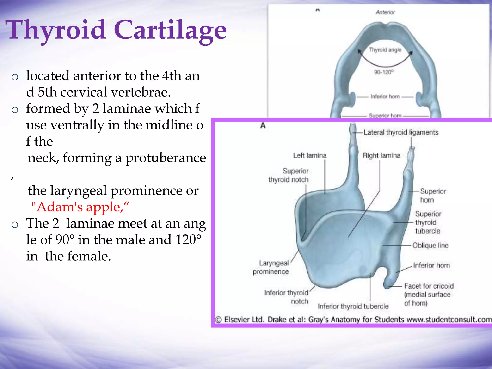Anatomy of larynx | PPTX | Thyroid Disorders | Endocrine and Metabolic ...