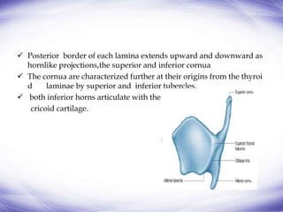 Anatomy of larynx | PPTX