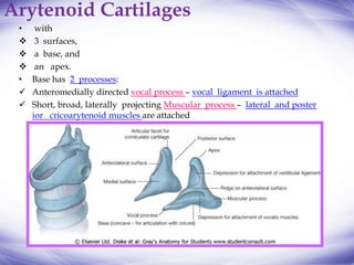 Anatomy of larynx | PPTX