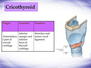 Anatomy of larynx | PPTX