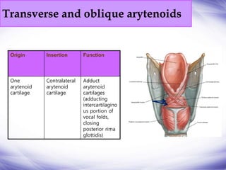 Anatomy of larynx | PPTX