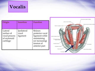 Anatomy of larynx | PPTX