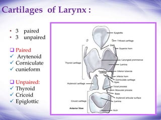 Anatomy of larynx | PPTX
