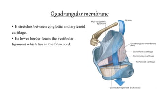 Anatomy of larynx | PPT