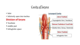 Anatomy of larynx | PPT