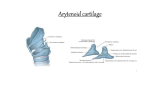 Anatomy of larynx | PPTX