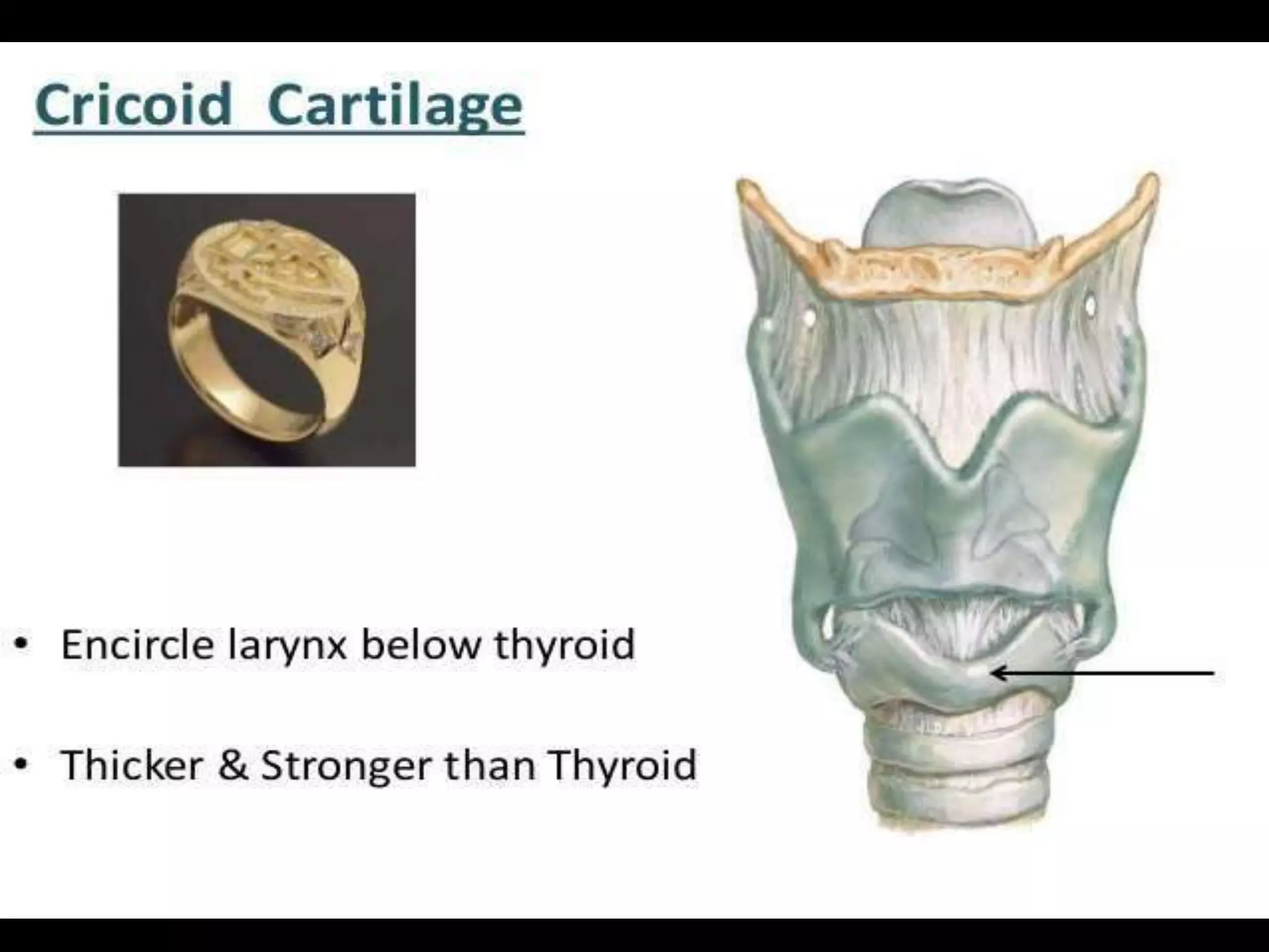 Anatomy Of Larynx(Voice Box) | PPTX