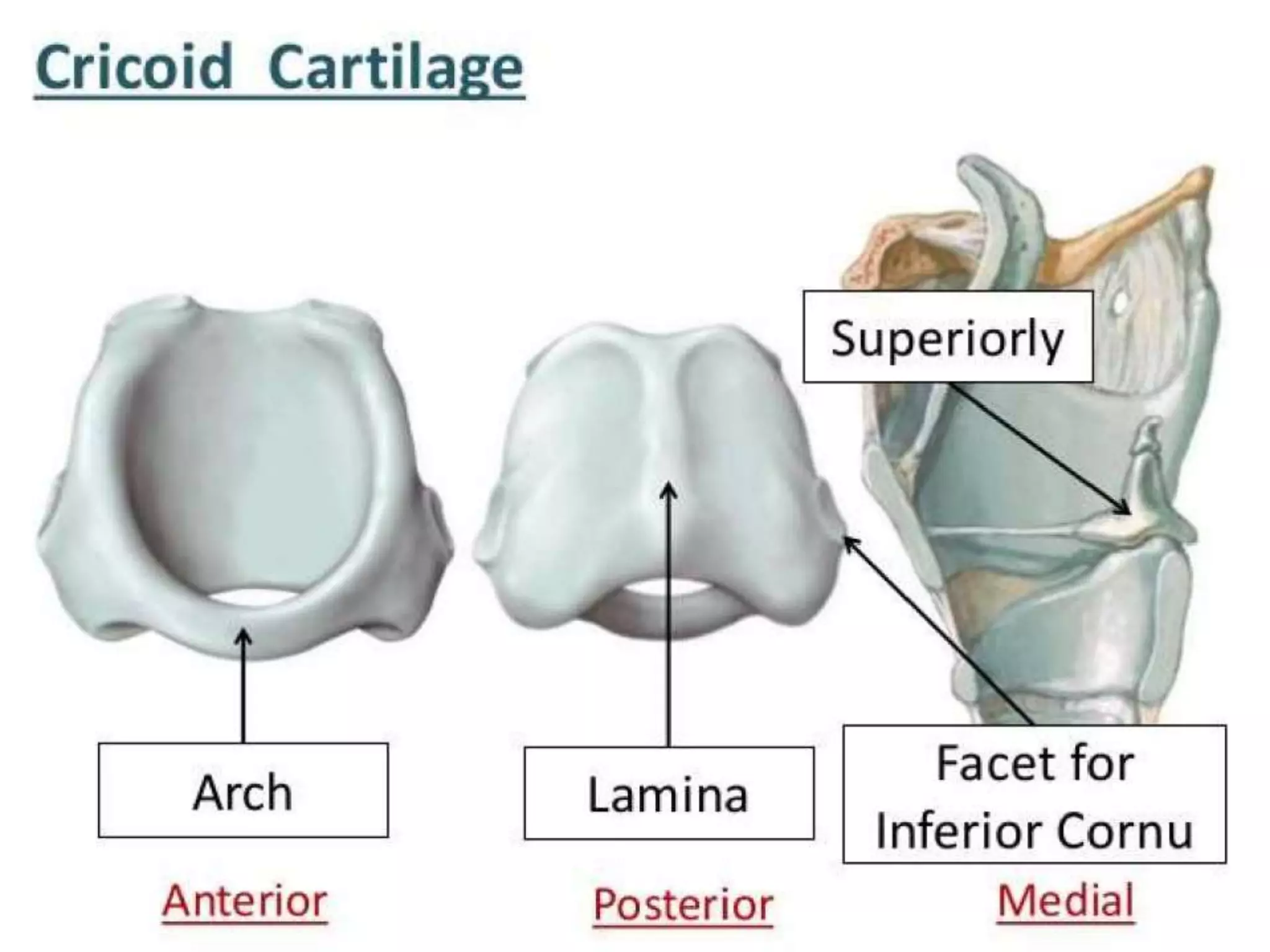 Anatomy Of Larynx(Voice Box) | PPTX