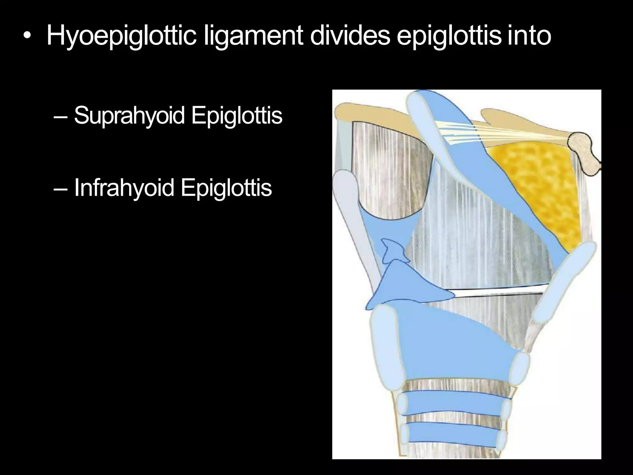 Anatomy Of Larynx(Voice Box) | PPTX