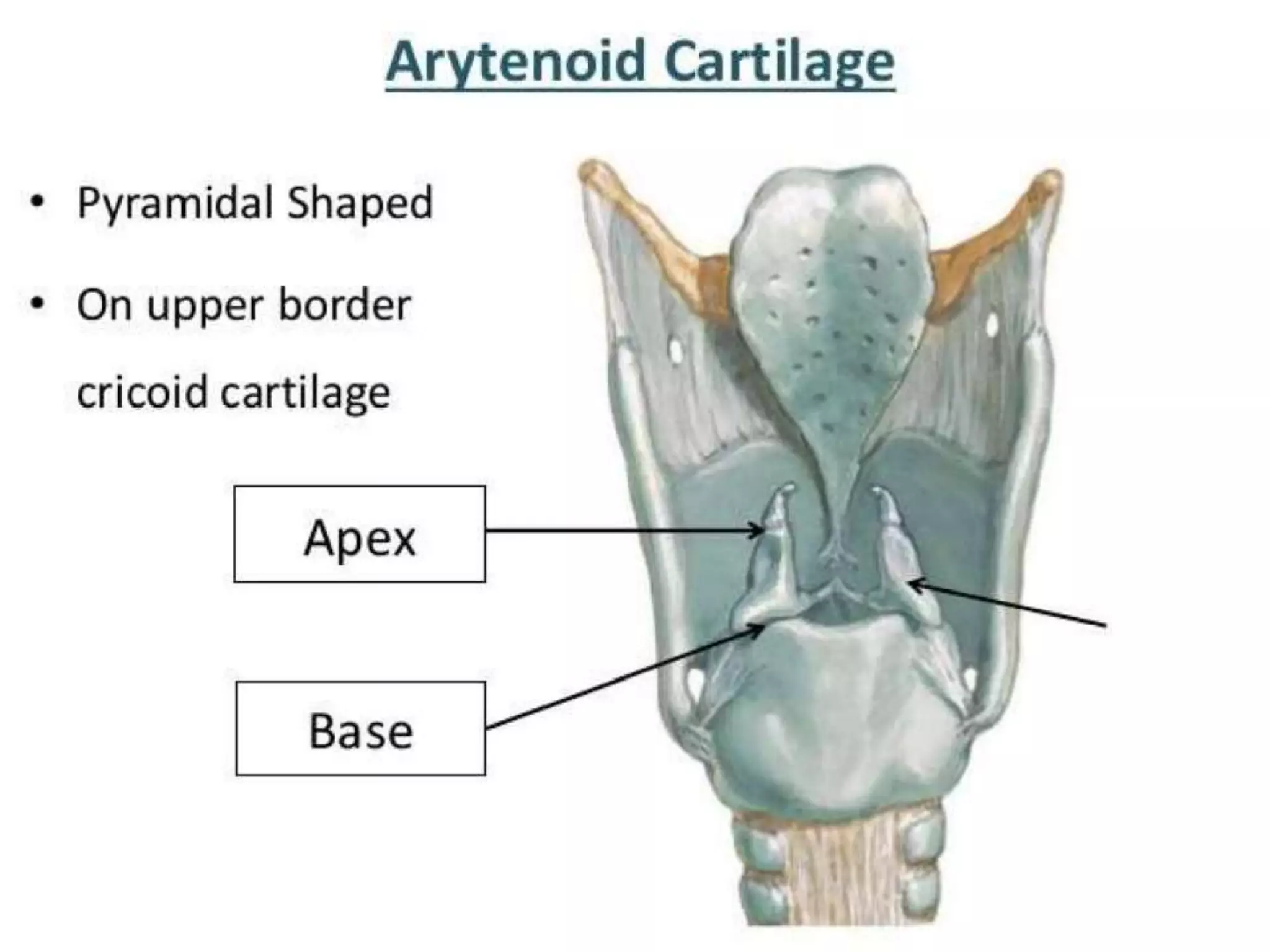 Anatomy Of Larynx(Voice Box) | PPTX