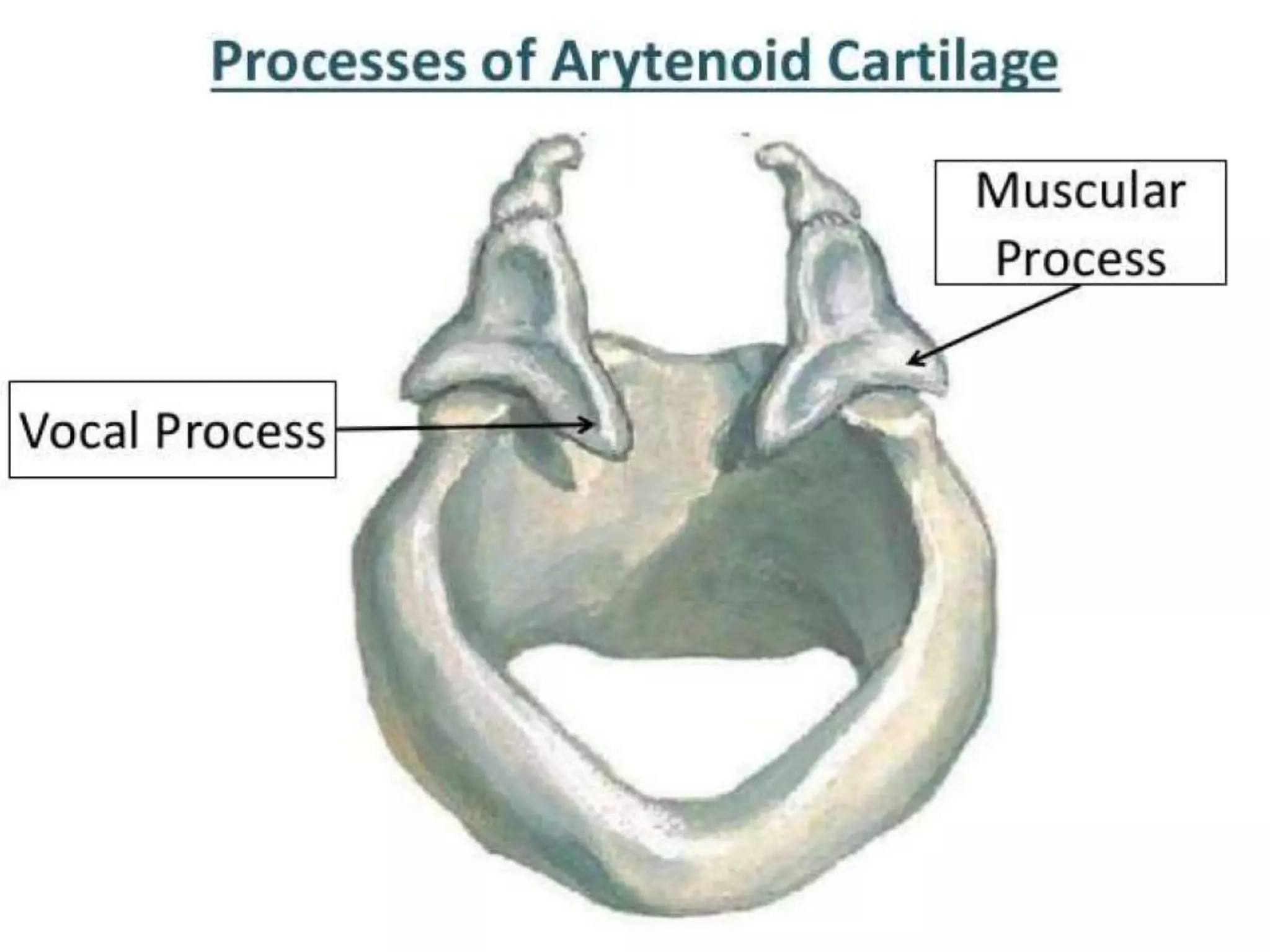 Anatomy Of Larynx(Voice Box) | PPT