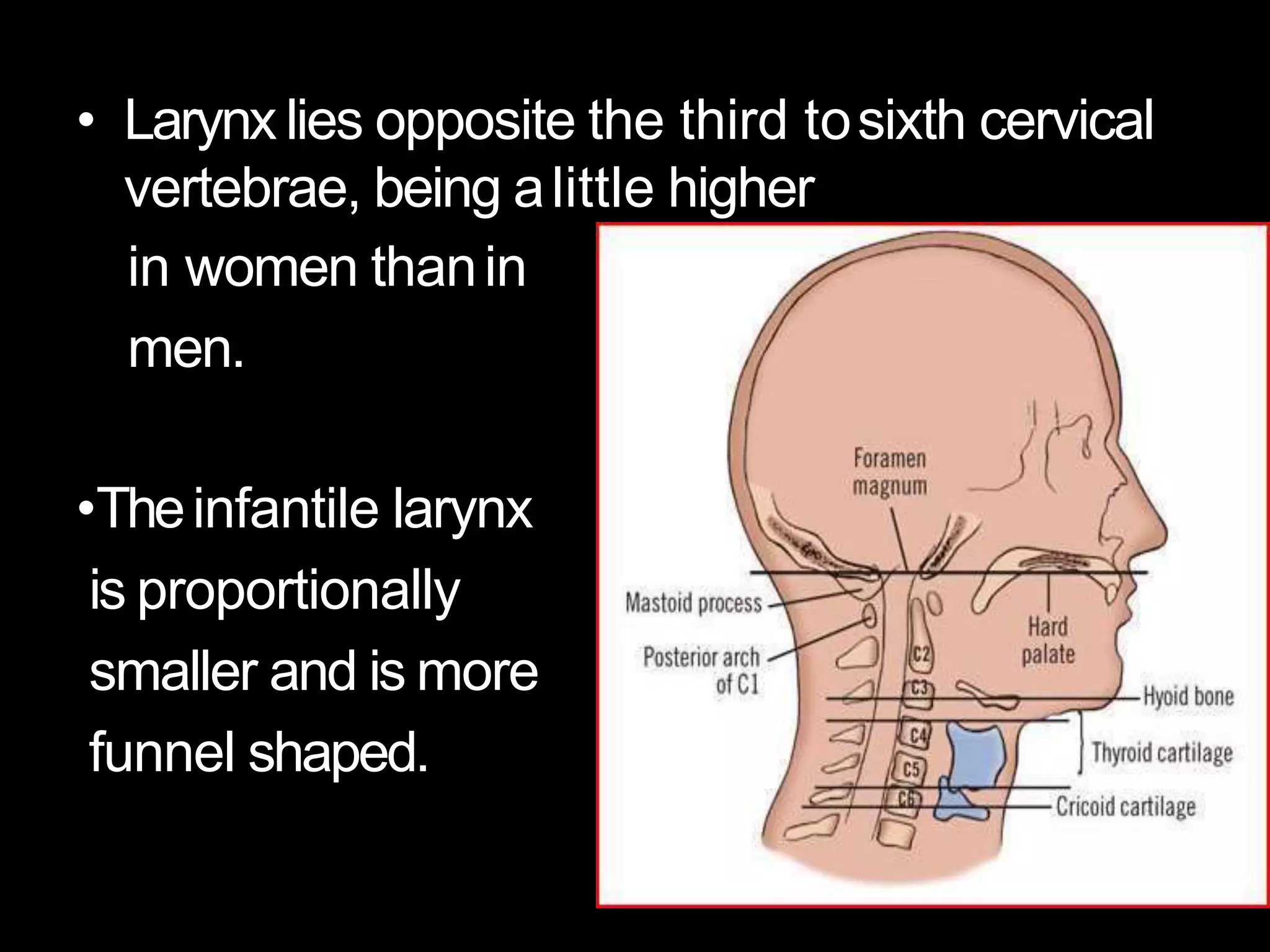 Anatomy Of Larynx(Voice Box) | PPTX