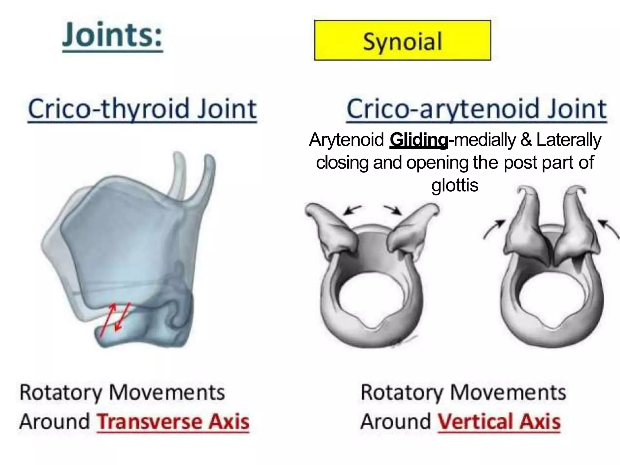 Anatomy Of Larynx(Voice Box) | PPTX