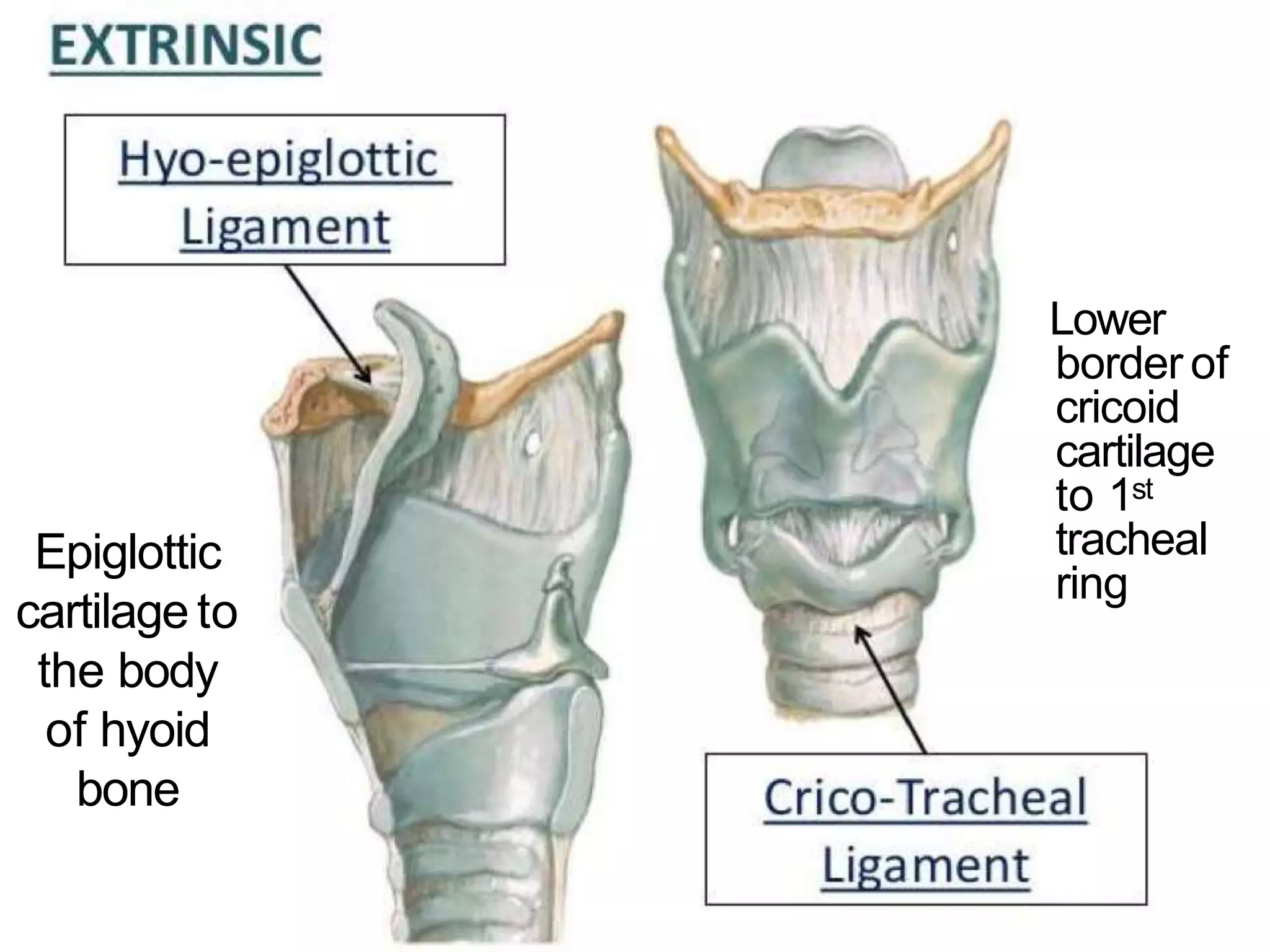 Anatomy Of Larynx(Voice Box) | PPTX
