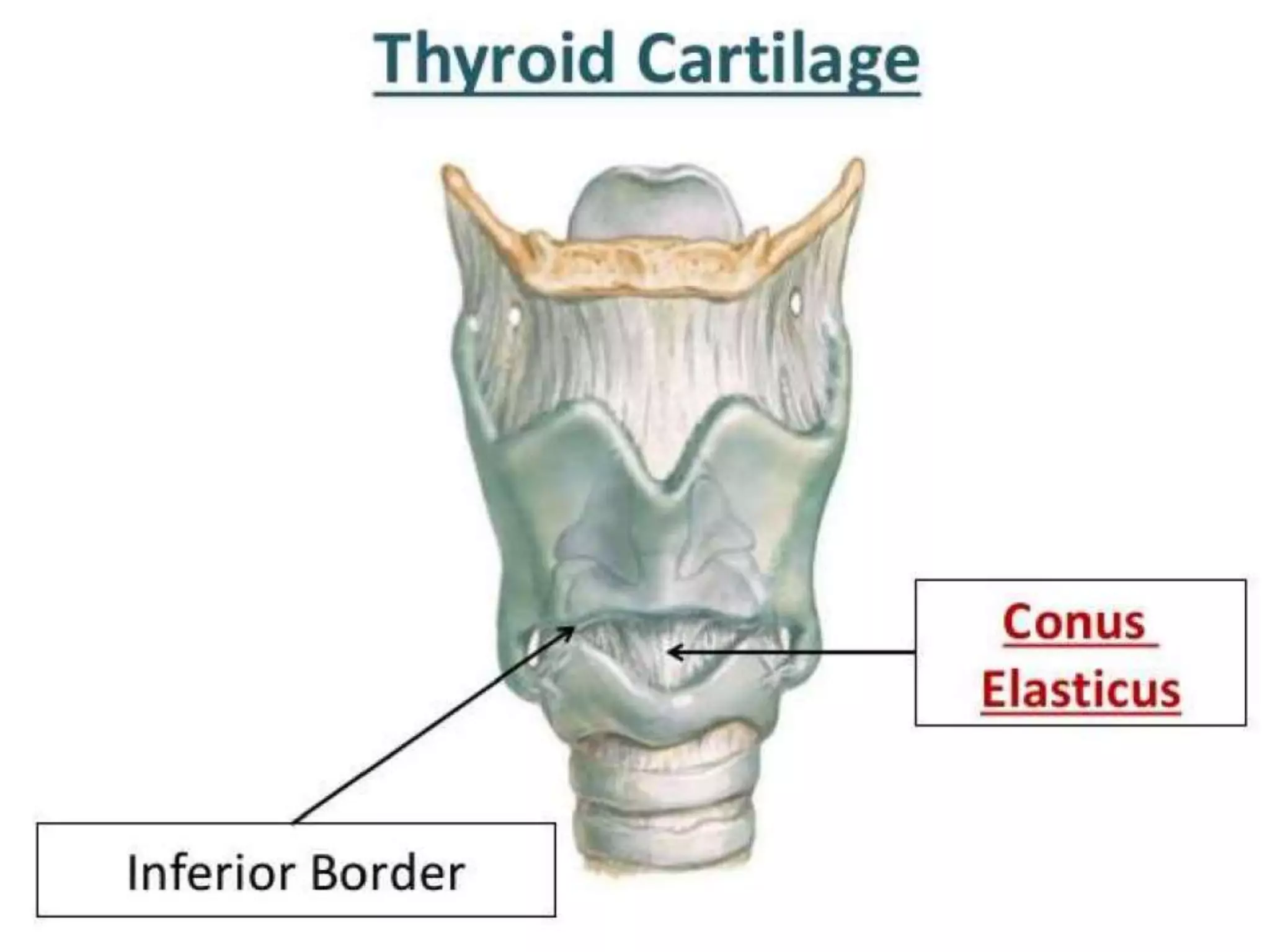 Anatomy Of Larynx(Voice Box) | PPTX