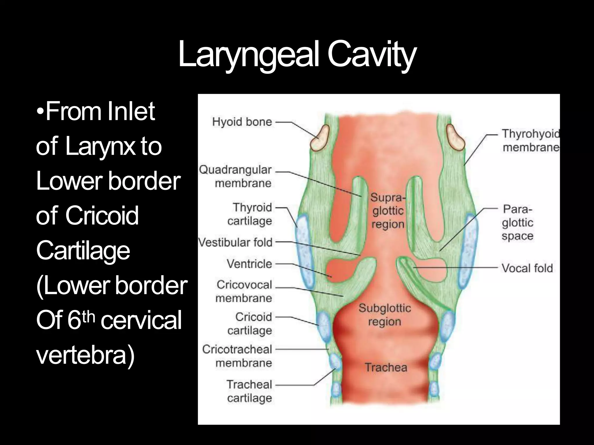 Anatomy Of Larynx(Voice Box) | PPTX | Thyroid Disorders | Endocrine and ...