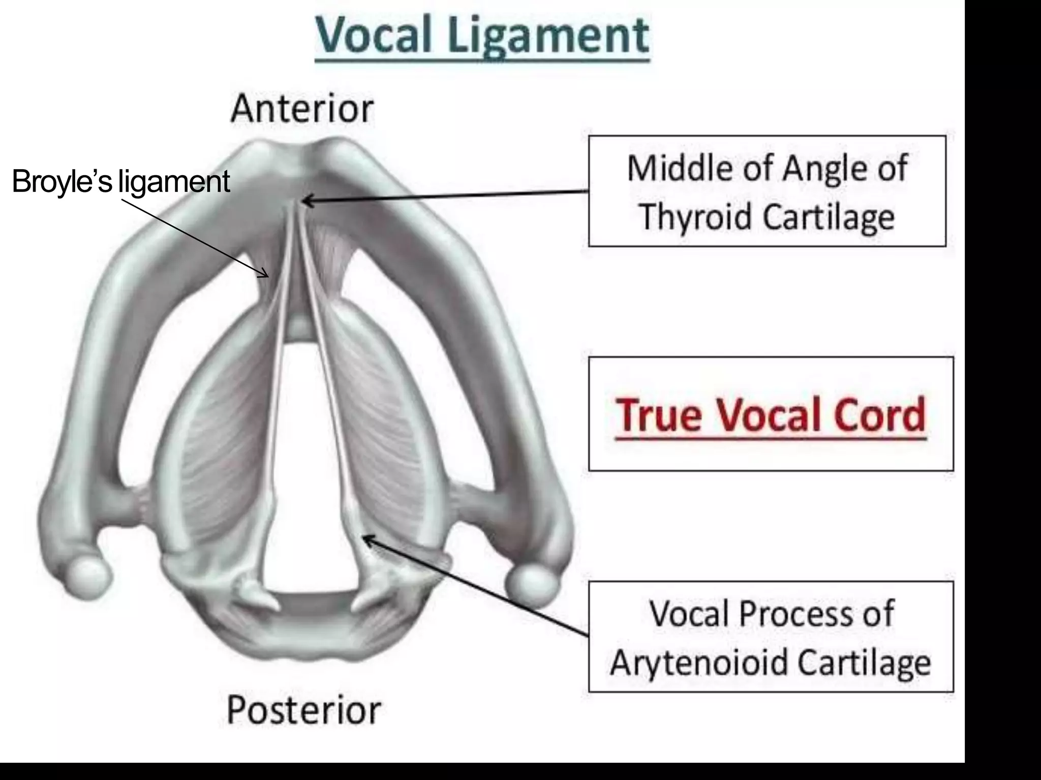 Anatomy Of Larynx(Voice Box) | PPTX