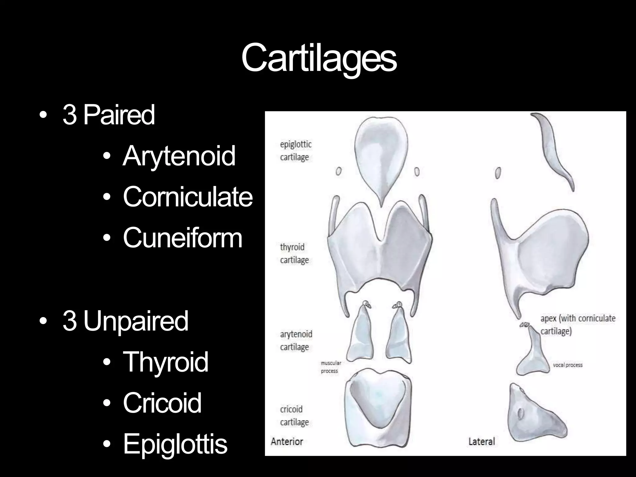 Anatomy Of Larynx(Voice Box) | PPTX