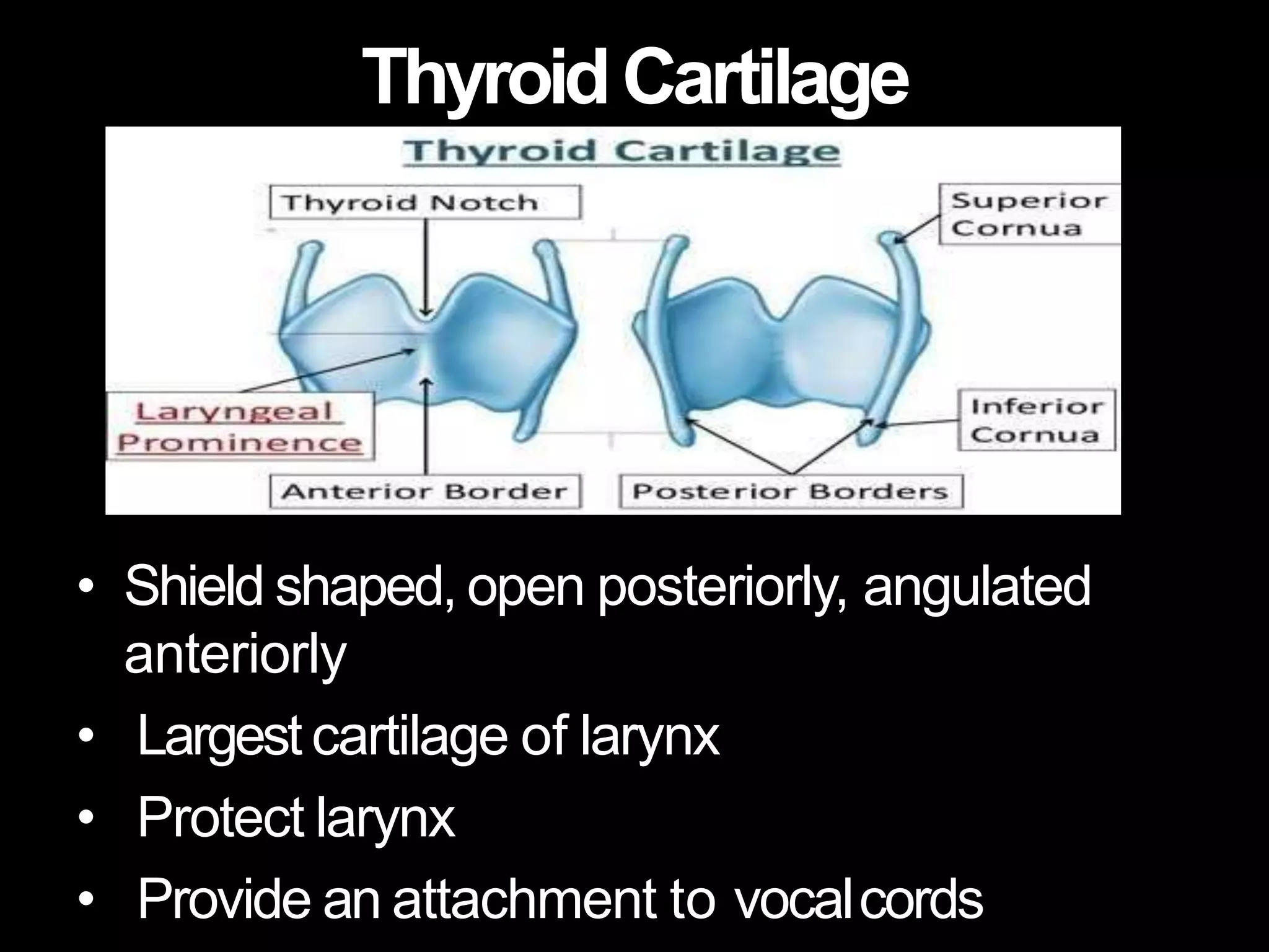 Anatomy Of Larynx(Voice Box) | PPTX
