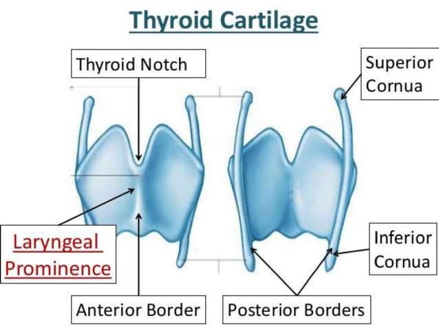 Anatomy Of Larynx(Voice Box) | PPT
