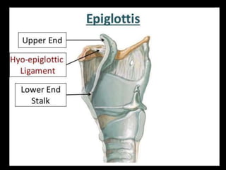 Anatomy Of Larynx(Voice Box) | PPTX