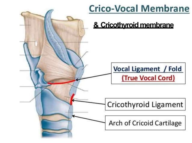 Anatomy Of Larynx(Voice Box) | PPTX | Thyroid Disorders | Endocrine and ...