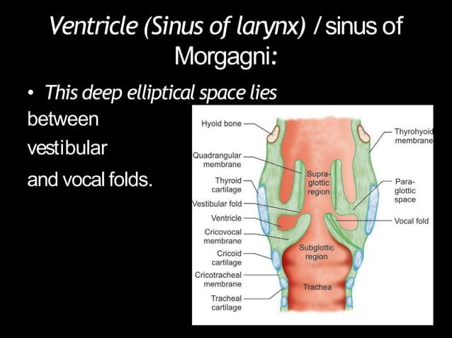 Anatomy Of Larynx(Voice Box) | PPTX | Thyroid Disorders | Endocrine and ...